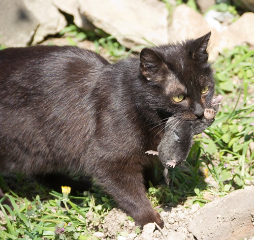 Can Cats Eat Moles? | Do Cats Like Mole Meat? | Cats Can Eat